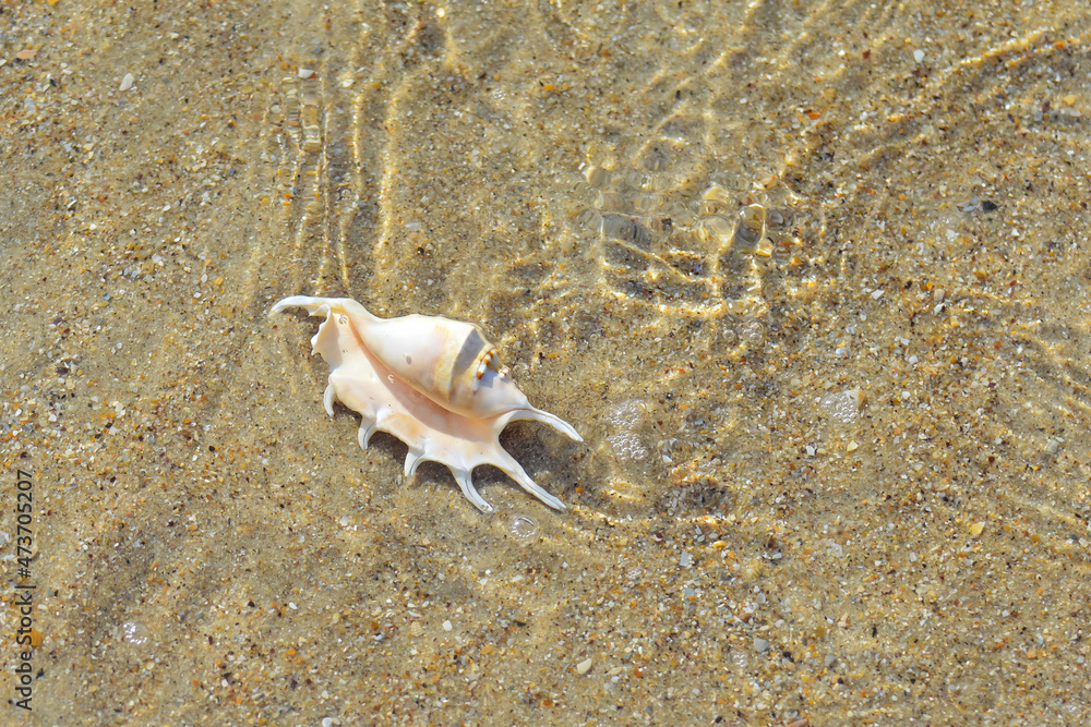 Sea snail on the beach and the sea background Stock Photo | Adobe Stock