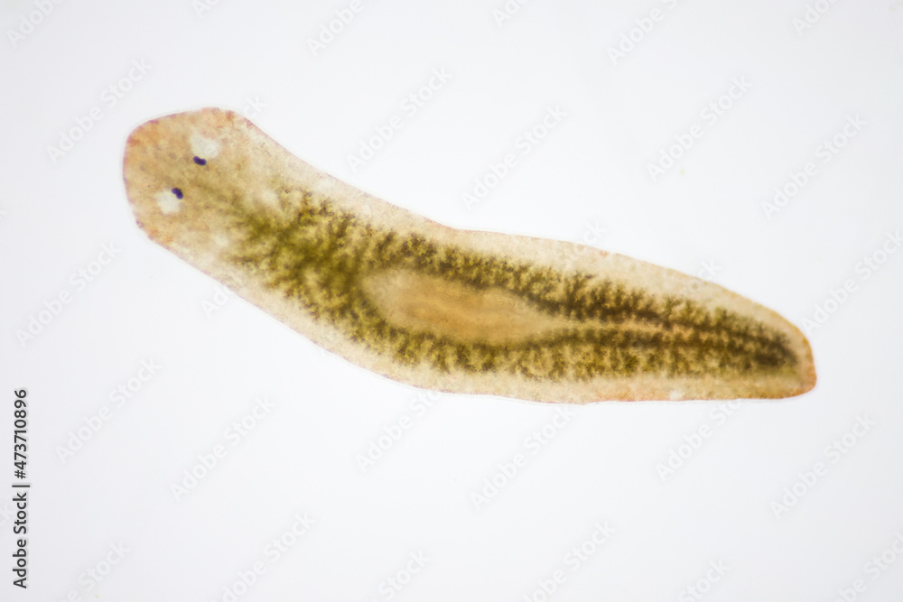 Foto De Planarian Parasite flatworm Under Microscope View Do Stock