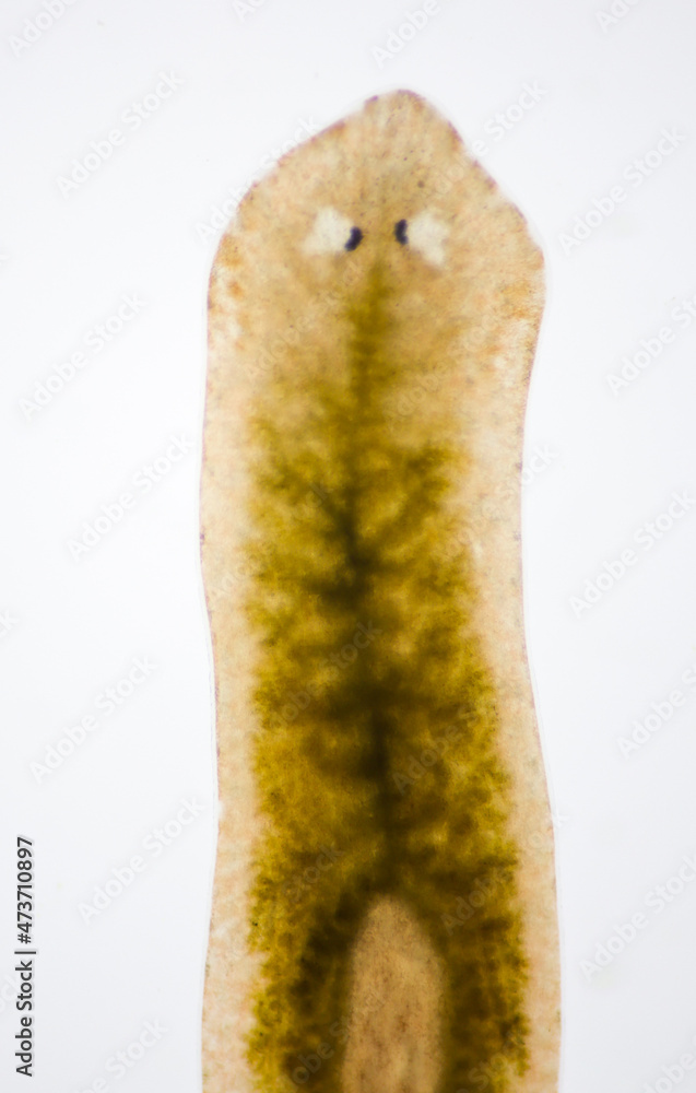 Photo & Art Print Planarian parasite (flatworm) under microscope view ...