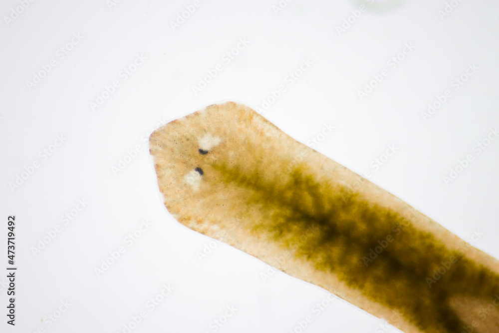 Poster Planarian parasite (flatworm) under microscope view. – Wall Art ...