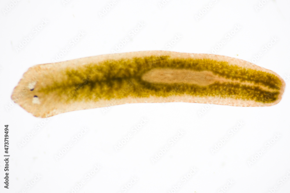 Planarian parasite (flatworm) under microscope view. Stock Photo ...