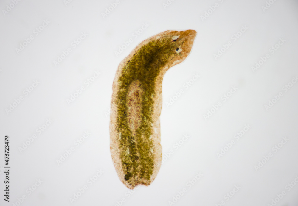 Planarian parasite (flatworm) under microscope view. Stock Photo ...