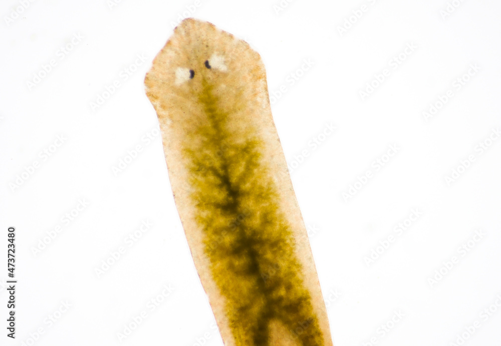 Poster Planarian parasite (flatworm) under microscope view. – Wall Art ...