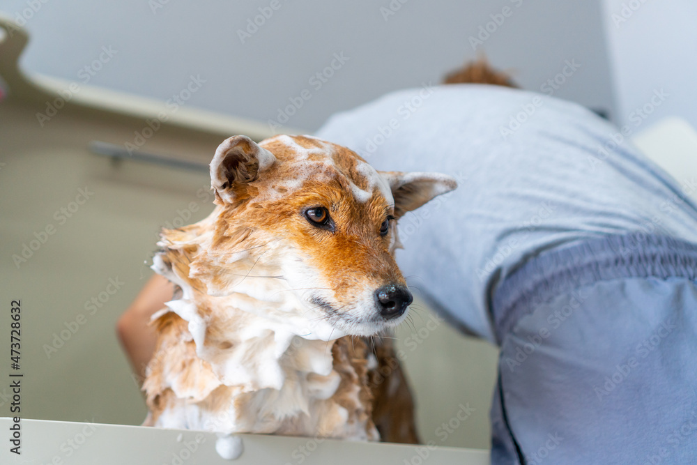 Dog wash in shampoo foam Stock Photo | Adobe Stock