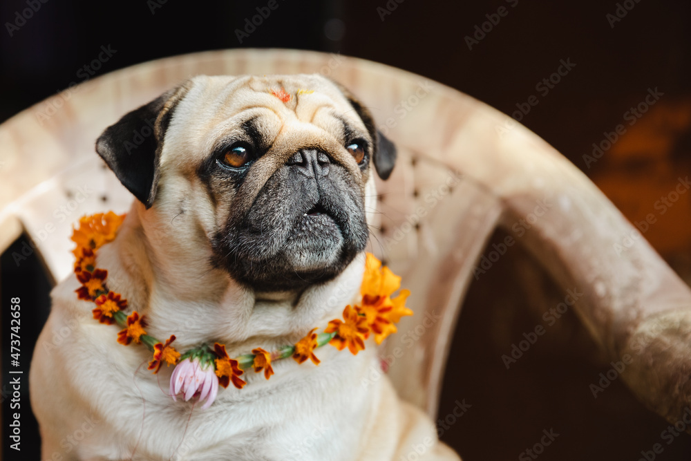 Kukur Tihar celebrations in Nepal. Stock Photo | Adobe Stock
