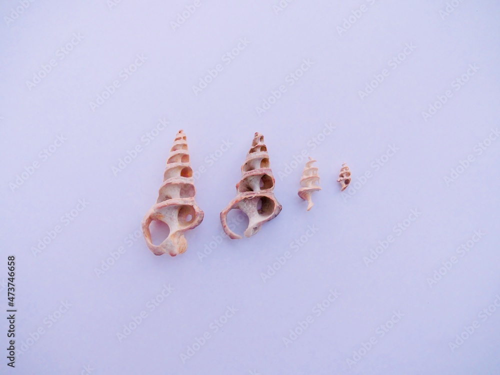 The skeletal frames that remain for these shells remind us of the ...