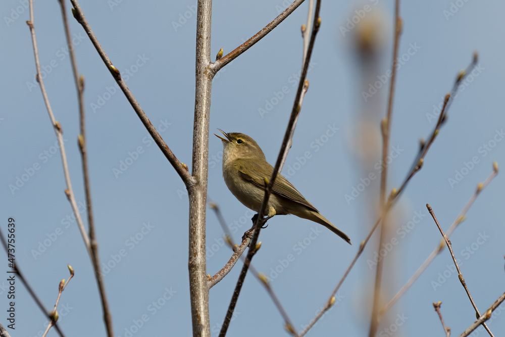Common chiffchaff (Phylloscopus collybita) bird sings on a branch in ...
