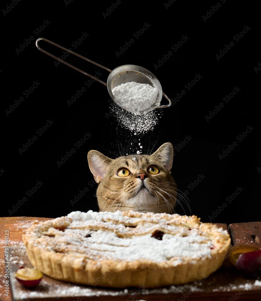 adult funny cat peeking out from under the table with baked pie with ...