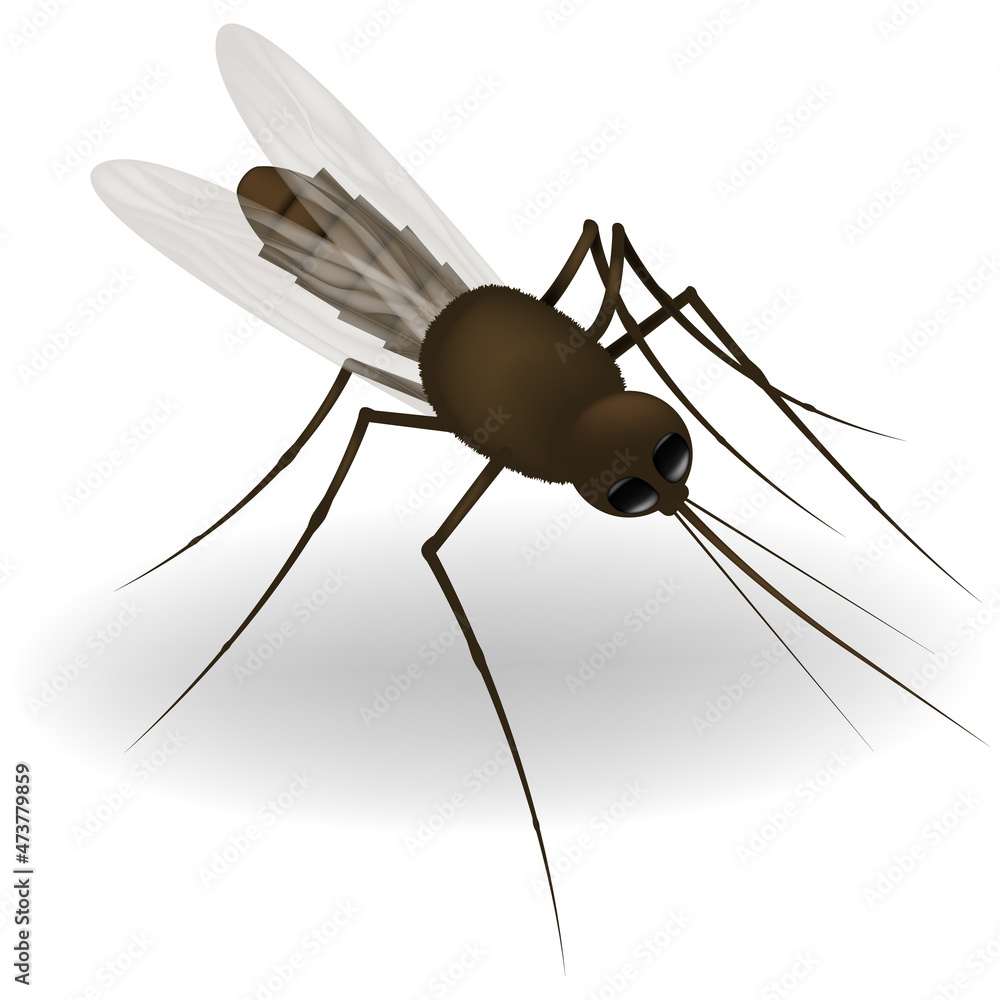 Realistic illustration of a mosquito. Insect. Realistic mosquito ...
