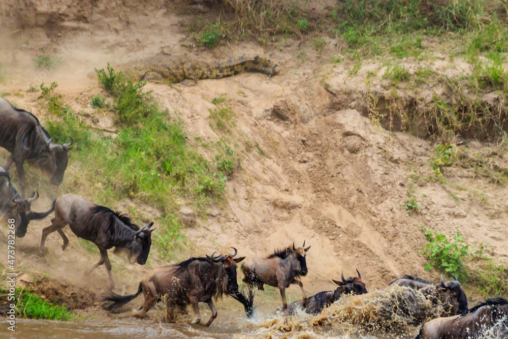 Nile crocodile hunting wildebeest, while they crossing the Mara river ...