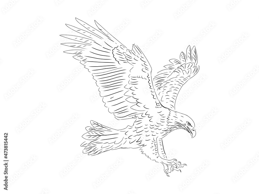 eagle hand drawing, sketch image vector Stock Vector | Adobe Stock