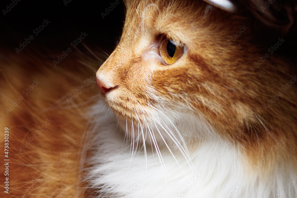 Ginger Cat With Amber Eyes