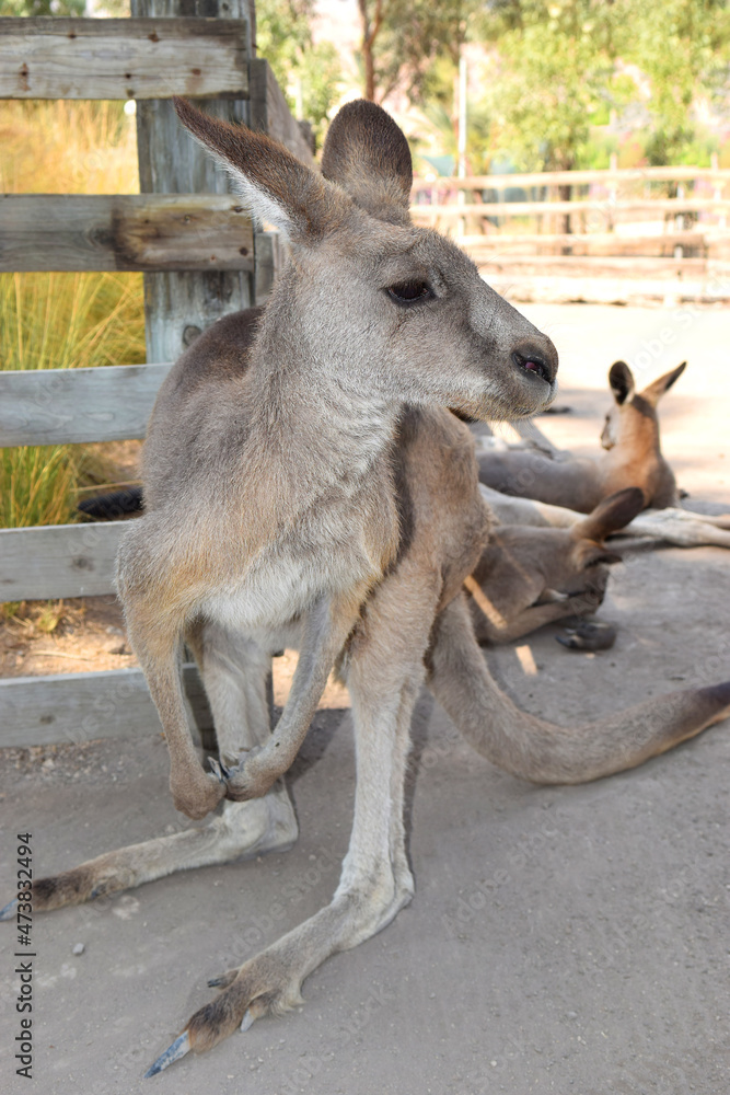 male australian red kangaroo in Australian Park of Gangaroo or Gan ...