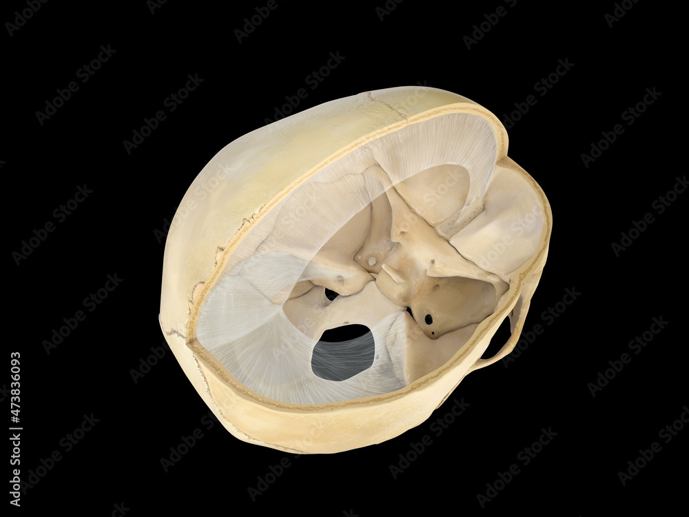 Human skull transversal cross-section view. On white background. 3d ...