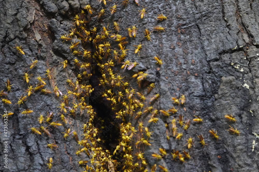 Angiopolybia pallens is a species of social wasp predominantly found in ...