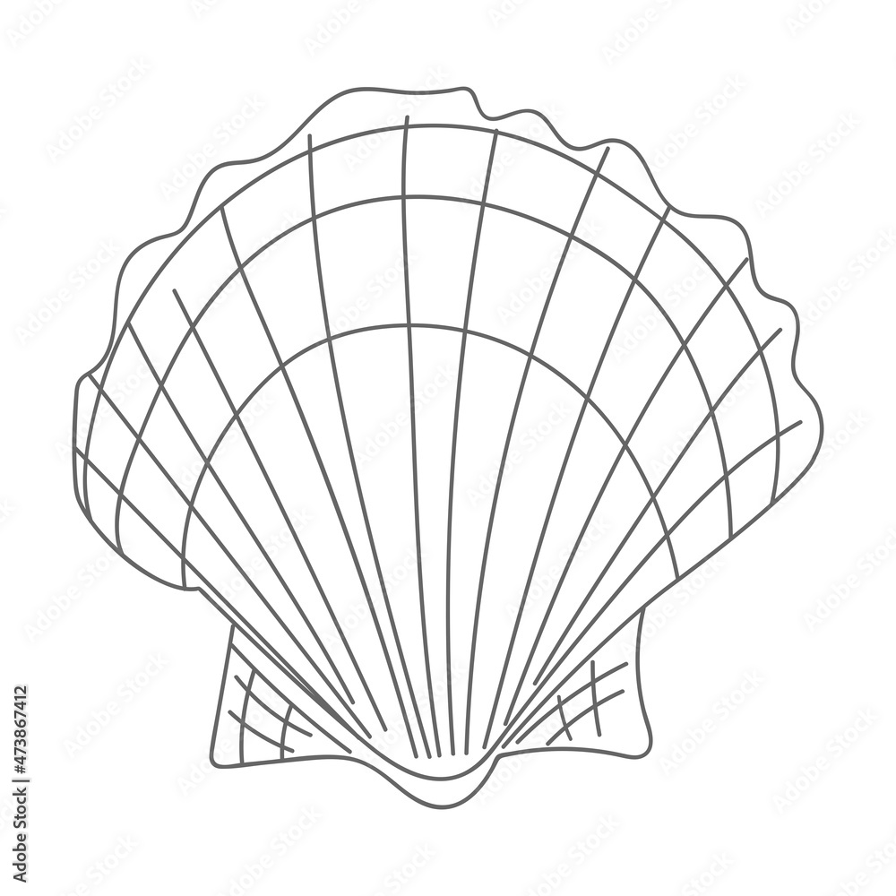 sea shell outline vector illustration Stock Vector | Adobe Stock