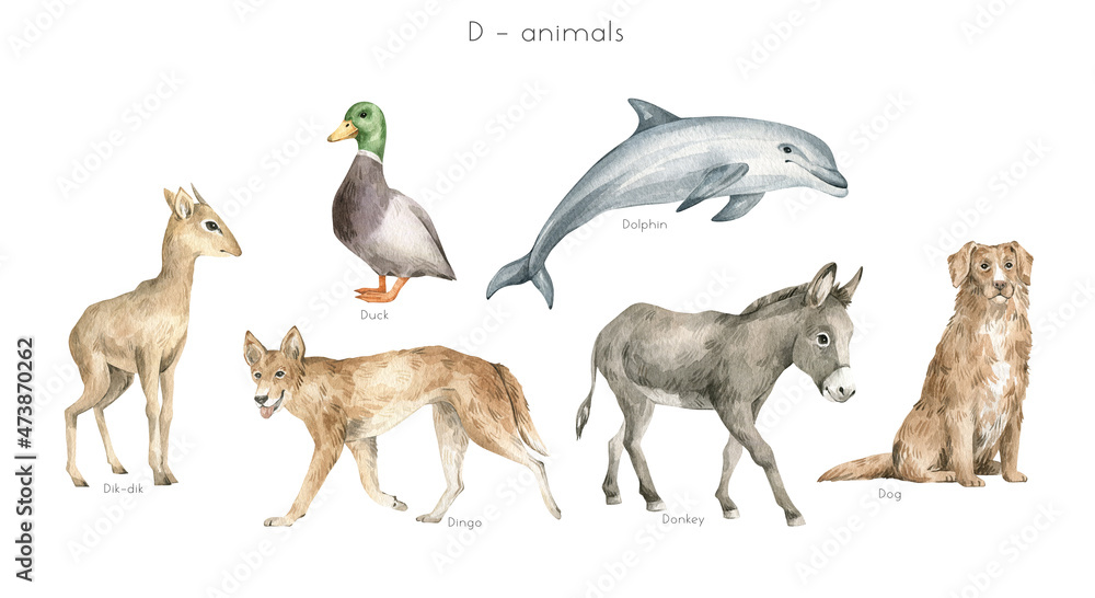 Watercolor wild animals letter D. Dik-dik, duck, dingo dog, dolphin ...