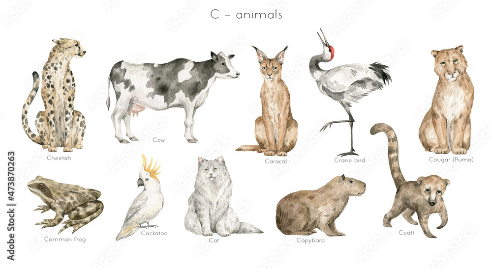 Watercolor wild animals letter C. Cheetah, cow, caracal, crane bird ...