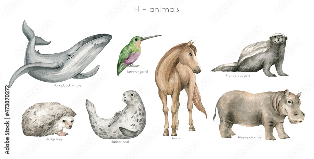 Poster Watercolor wild animals letter H – Wall Art | UkPosters