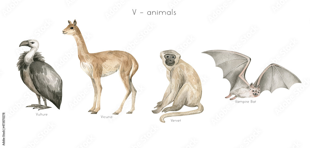 Watercolor wild animals letter V. Vulture, vicuna, vervet, vampire bat ...