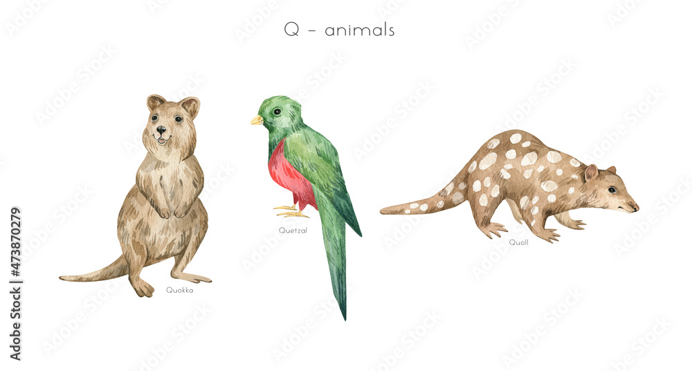 Watercolor wild animals letter Q. Quokka, quetzal bird, quoll. Zoo ...