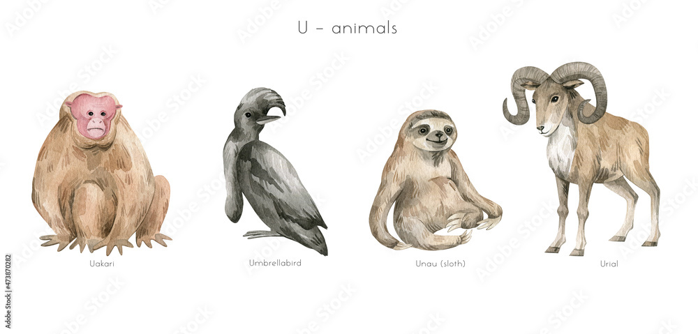 Watercolor wild animals letter U. Uakari, umbrellabird, unau, sloth ...