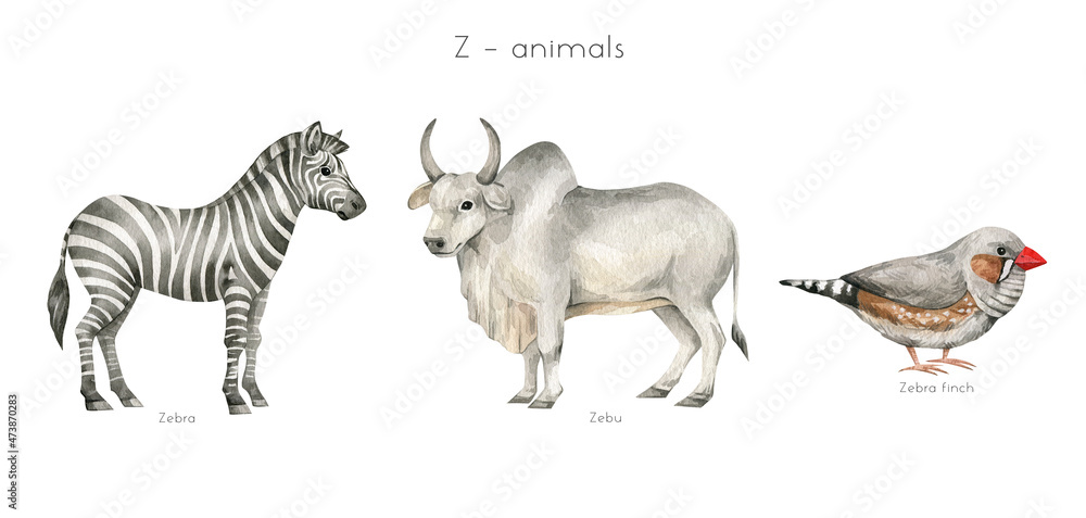 Watercolor wild animals letter Z. Zebra, zebu, zebra finch. Zoo ...