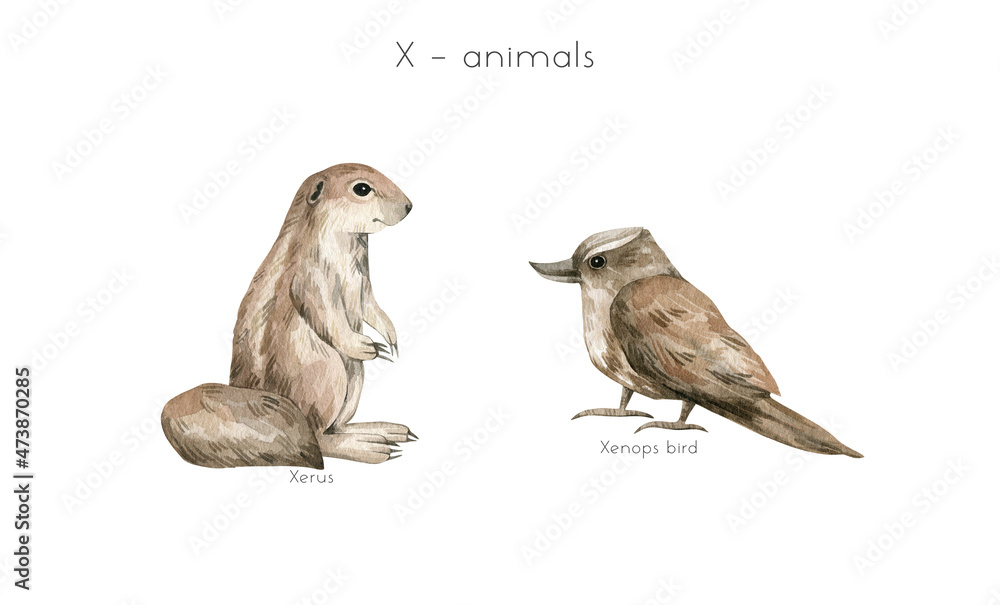 Watercolor wild animals letter X. Xerus, xenops bird. Zoo alphabet ...