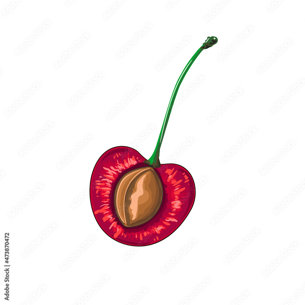 Drawing of half a cherry with a stone inside in cartoon style. The ...