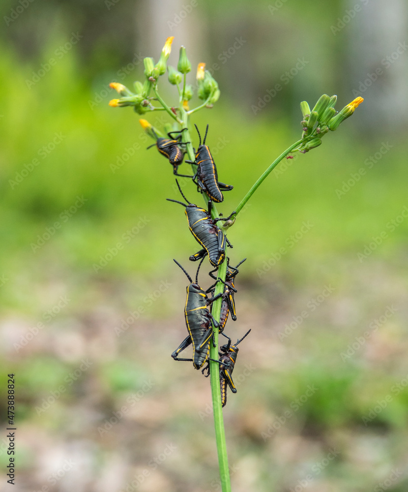 Eastern lubber grasshopper larva feeding on ragwort weed Stock Photo ...