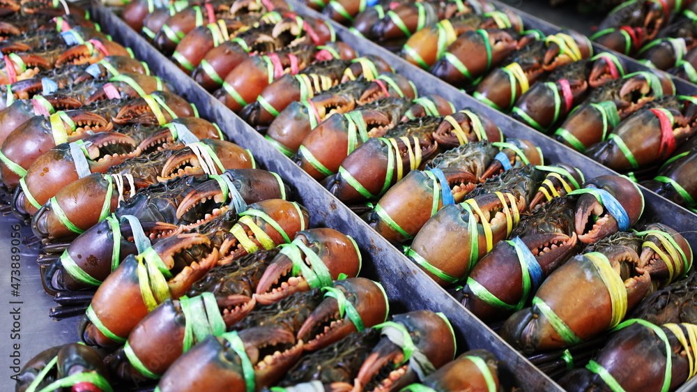 Giant mud crab on a tray. Rows of fresh mud crabs (Scylla serrata ...