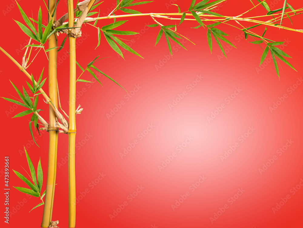 Bamboo branches With Bamboo leaves isolated on red background, Banner ...