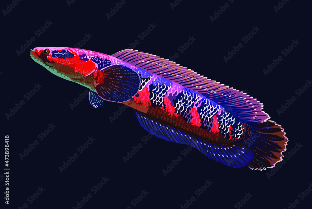 Channa maru red, beautiful fish, red sampit, aggressive, vector Stock ...