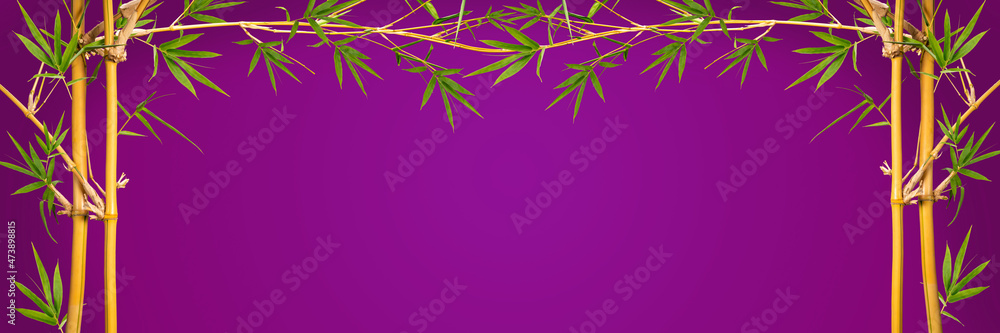 Bamboo branches With Bamboo leaves isolated on purple background ...