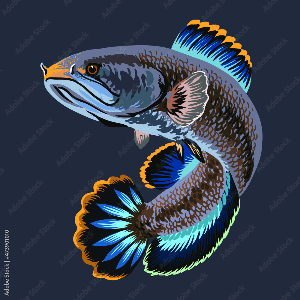 Channa ghacua,midle size snakehead,local snakehead fish, predator ...