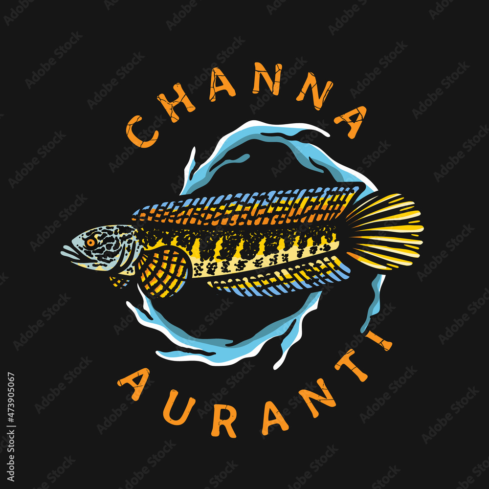 Channa aurantimaculata fish illustration with water surround Stock ...
