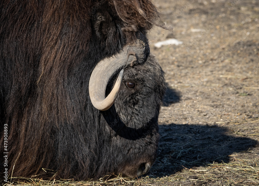 Portrait view of a musk ox grazing. The animal has long black hair and ...