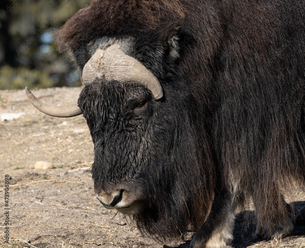 Portrait view of a musk ox. The animal has long black hair and the ...