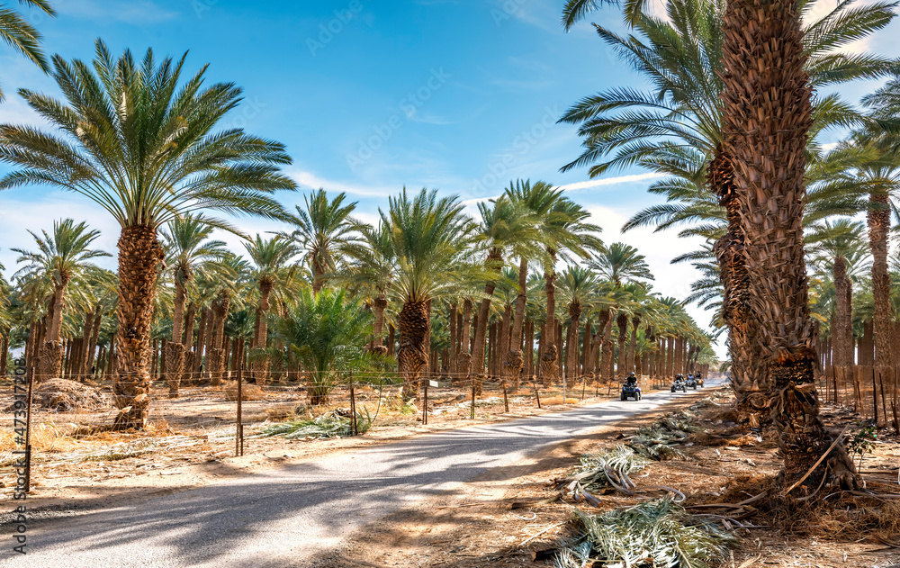 Countryside road among plantations of date palms, focus on the palm ...