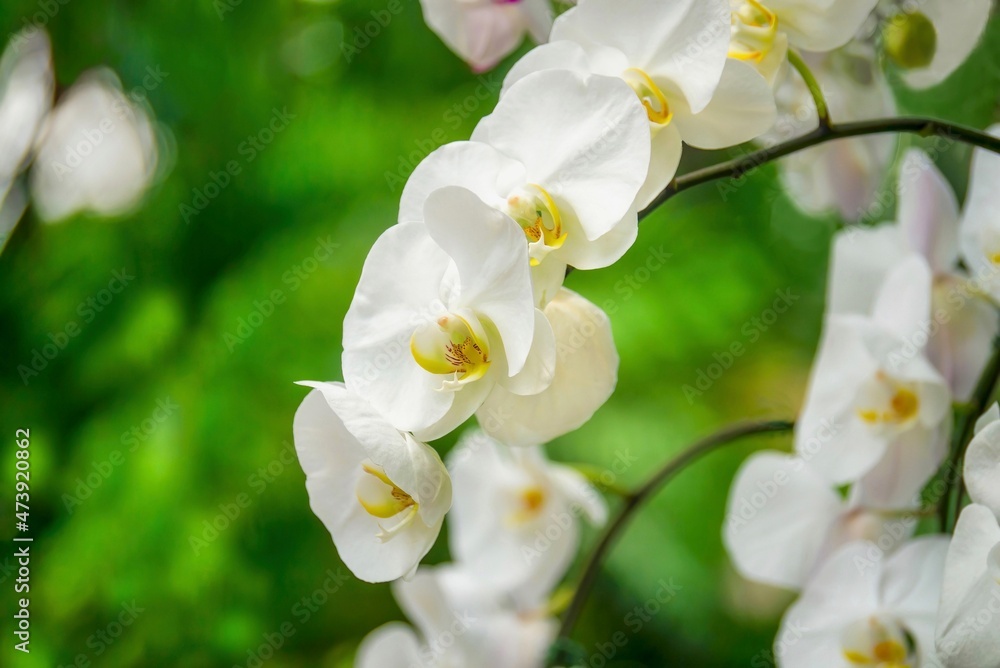 Focus on the middle flowers of this large, showy orchid, (Phalaenopsis ...