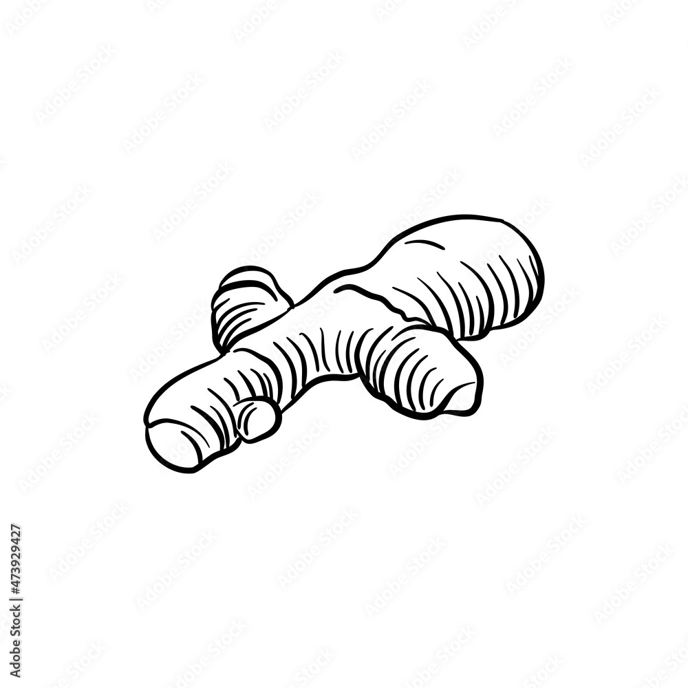 ginger root, vector drawing sketch of vegetable isolated at white ...