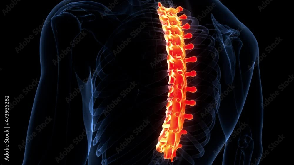 Human Skeleton System Vertebral Column Thoracic Vertebrae of Human ...