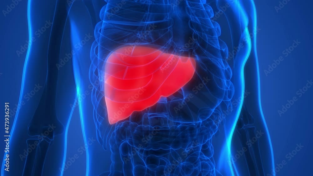Human Internal Digestive Organ Liver Anatomy Animation Concept Stock ...