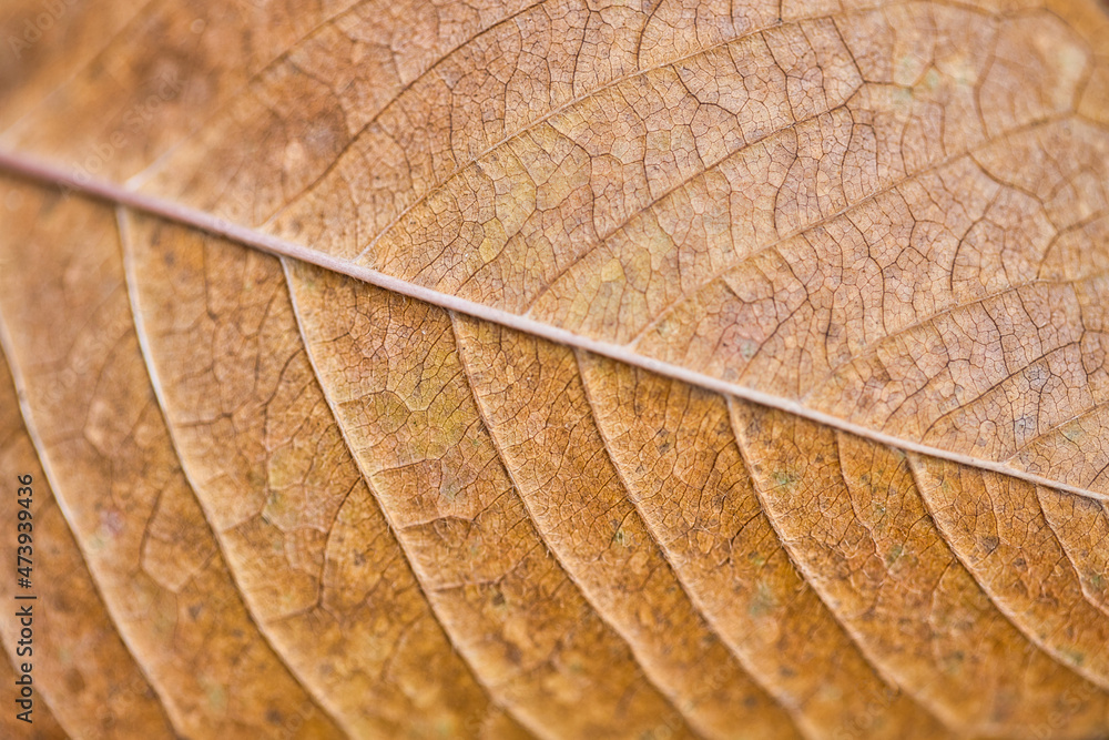 Dry leaf texture and nature background. Surface of brown leaves ...