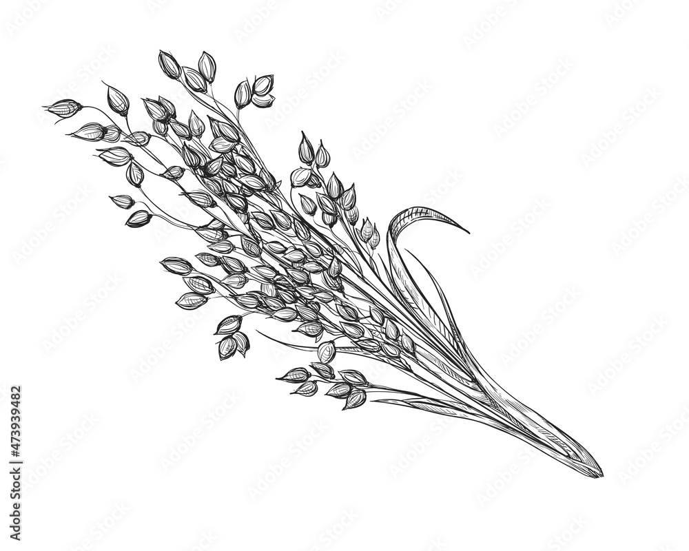 Hand drawn sketch black and white set of millet, grain, leaf. Vector ...