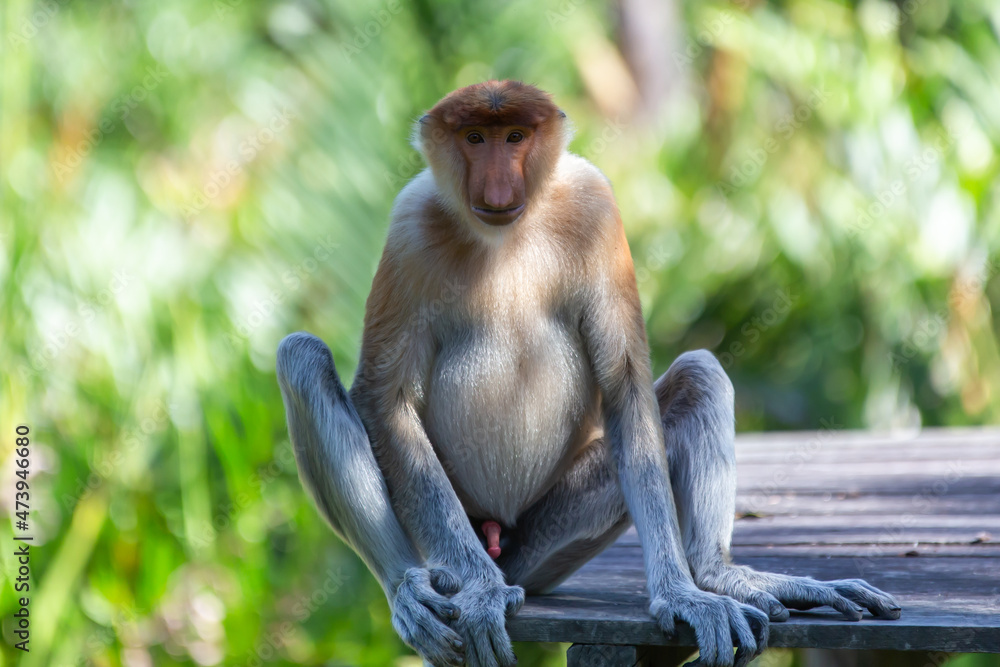 The proboscis monkey (Nasalis larvatus) or long-nosed monkey is a ...