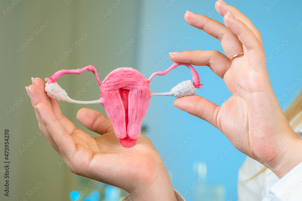 Female uterus. Women health. Female reproductive system. Structure of ...