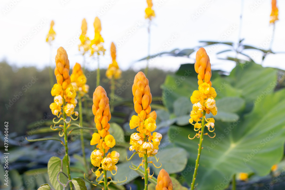Yellow flower of Acapulo, Candelabra bush, Candle bush, Ringworm bush ...