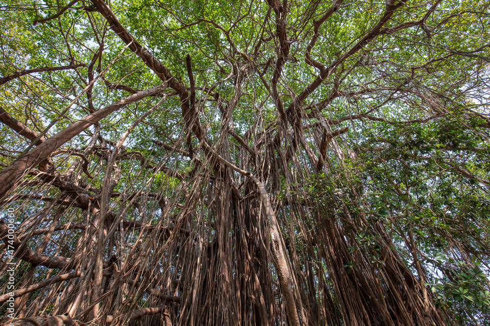 Old ancient Banyan tree with long roots that start at the top of the ...