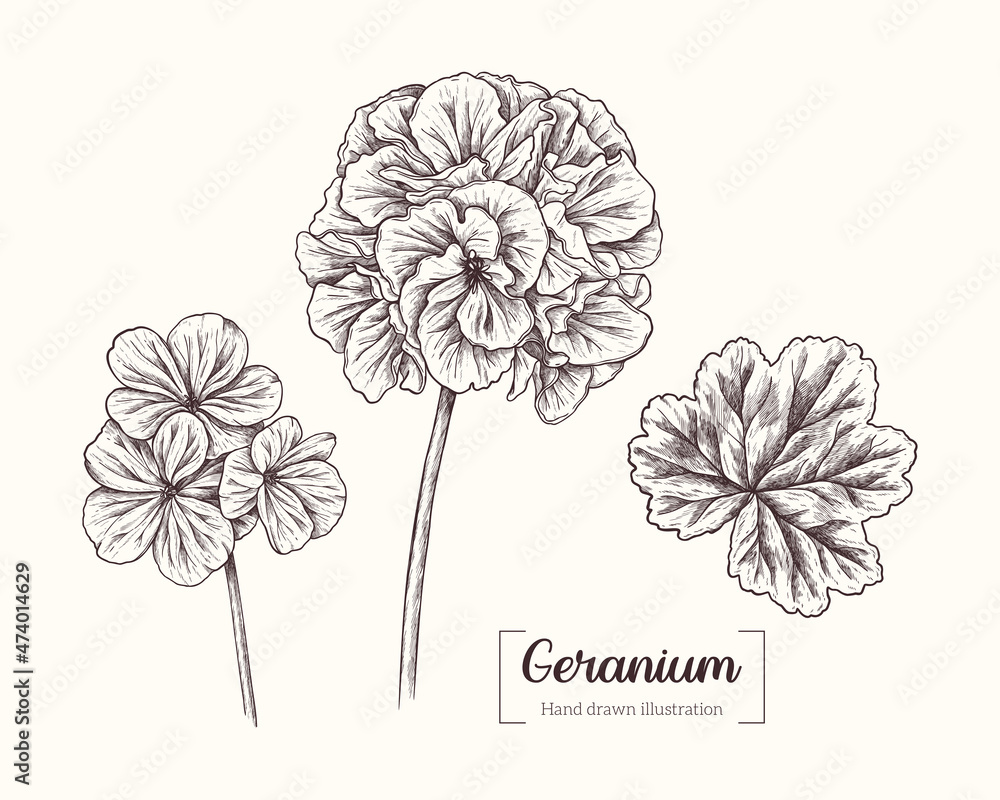 Vector hand drawn geranium flowers. Vintage botanical collection in ...